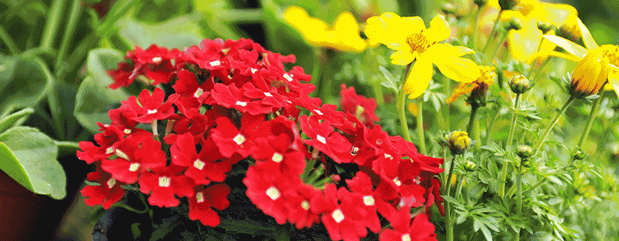 Cambridge Regional College - Horticulture L1